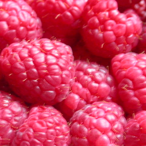 Harley Nursery – Personal Service and Quality Plants