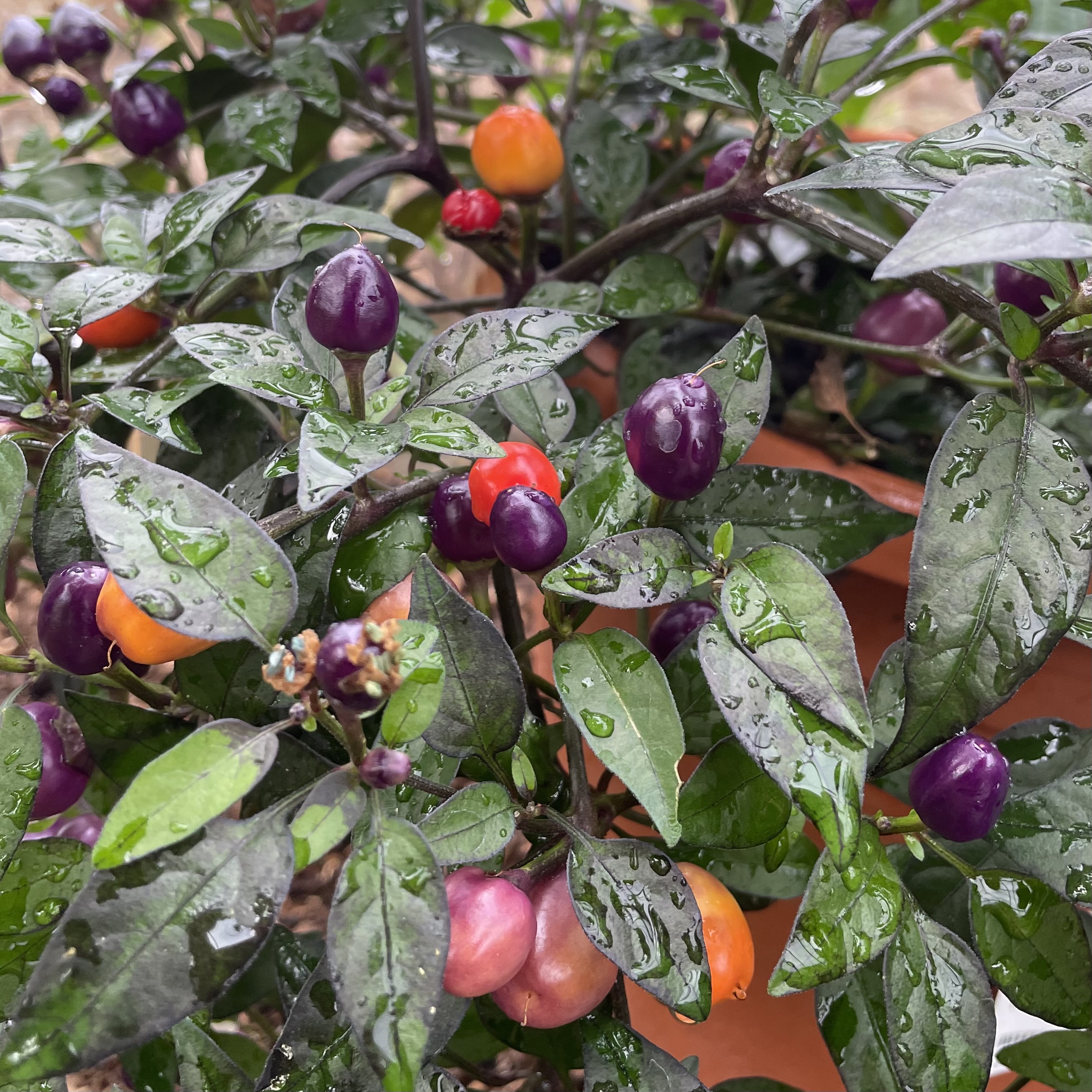 Chilli Pepper ‘Filius Blue’ – Harley Nursery